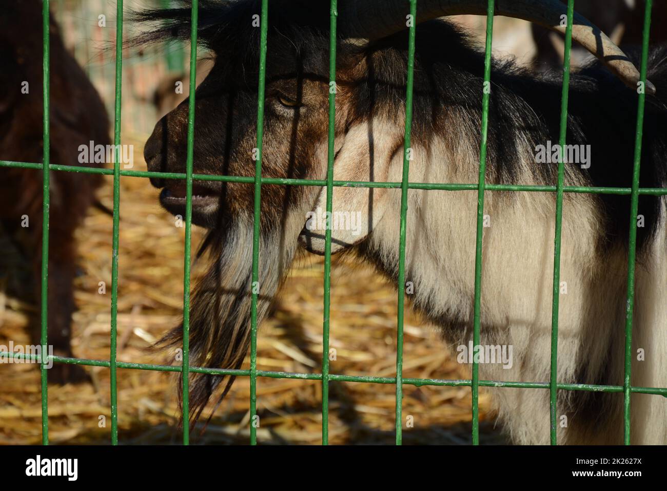 Domestic Goat at children`s petting zoo Stock Photo - Alamy